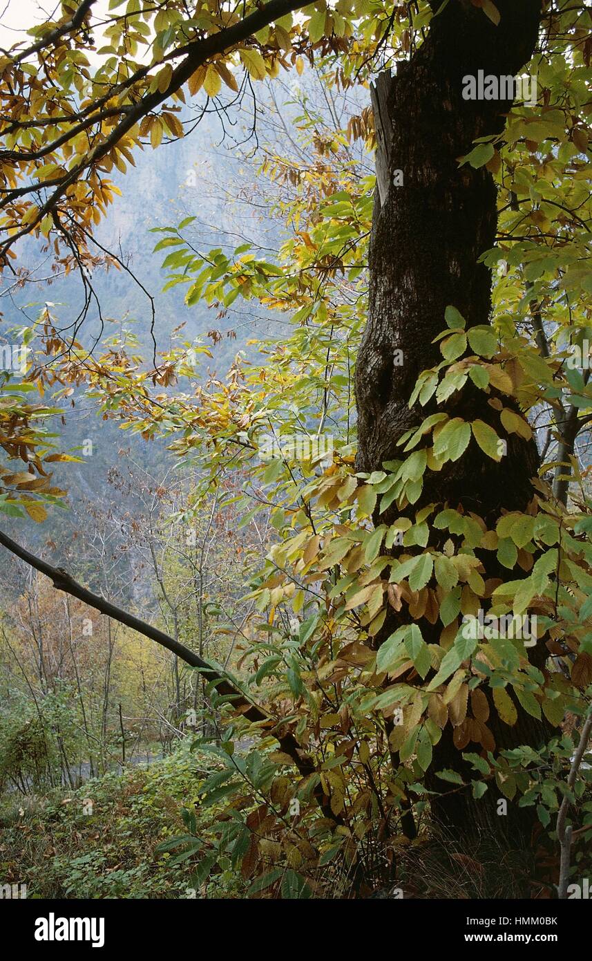 Sweet Chestnut (Castanea sativa), Fagaceae, Apuan Alps, Tuscany Stock ...