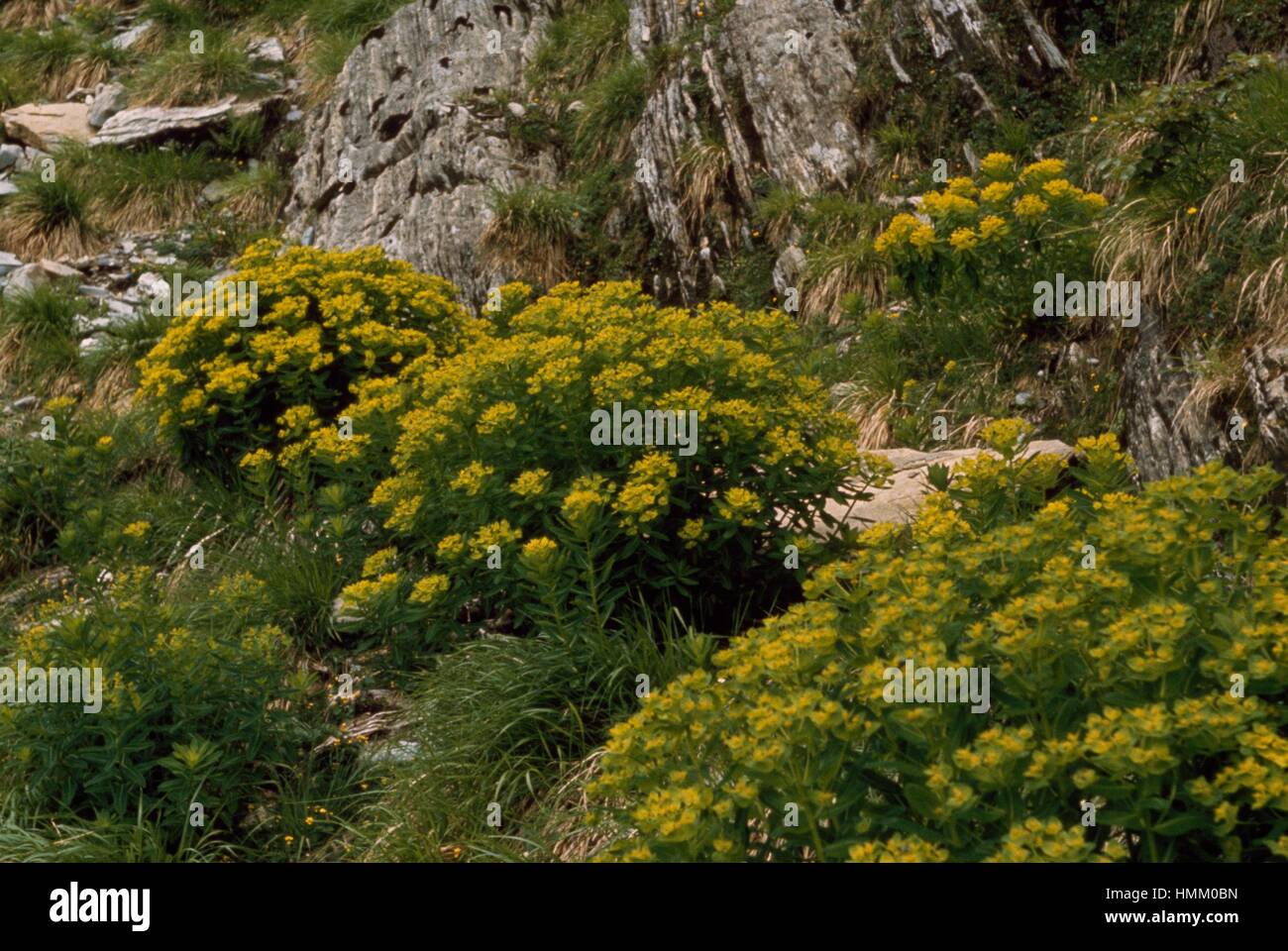 Irish spurge (Euphorbia hyberna insularis), Euphorbiaceae Stock Photo ...