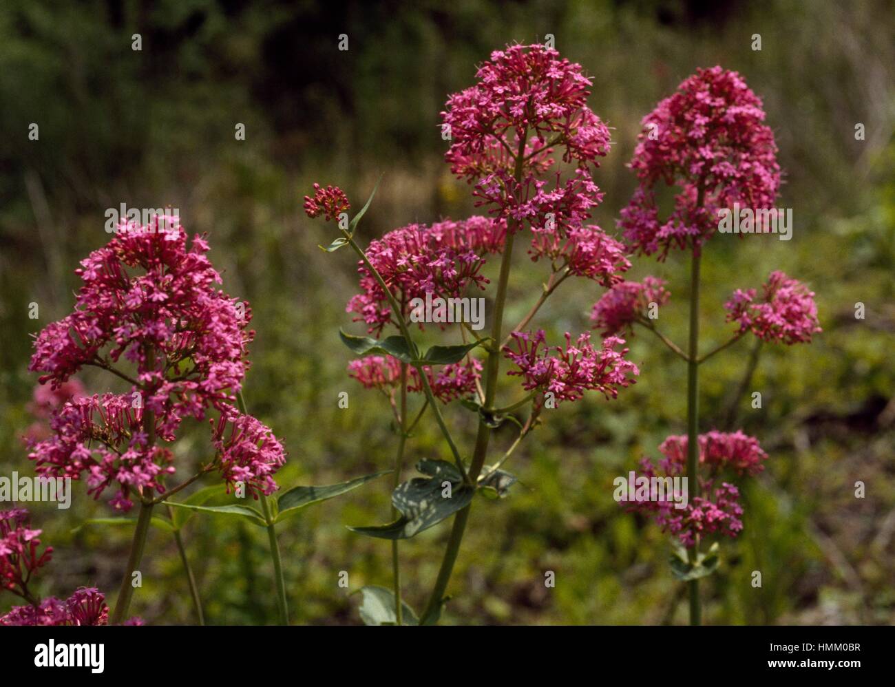 Valerian or red valerian (Centranthus ruber), Valerianaceae Stock Photo ...