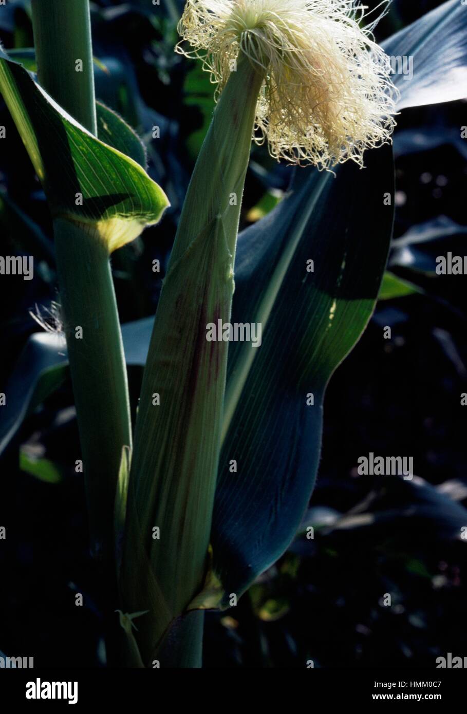 Maize inflorescence zea mays hi-res stock photography and images - Alamy