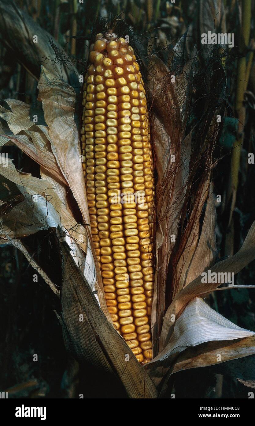 Ears of mature corn (Zea mays), Poaceae Stock Photo - Alamy