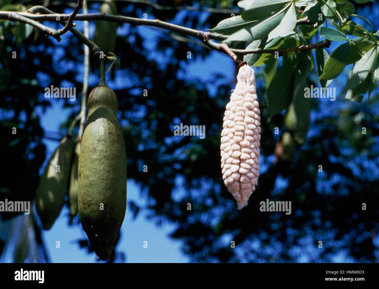 Ceiba pentandra leaf hi-res stock photography and images - Alamy