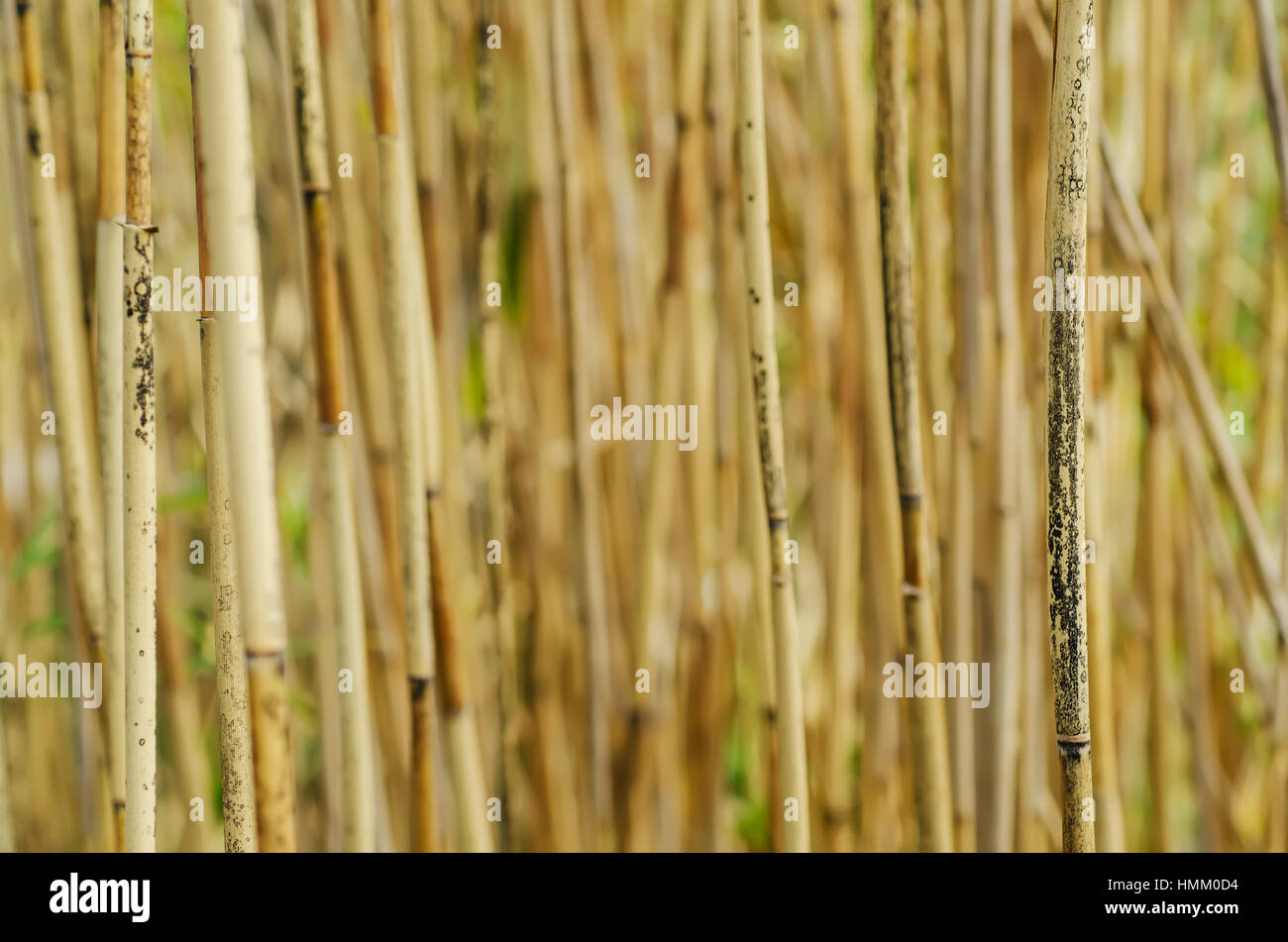 Dry reed background Stock Photo - Alamy