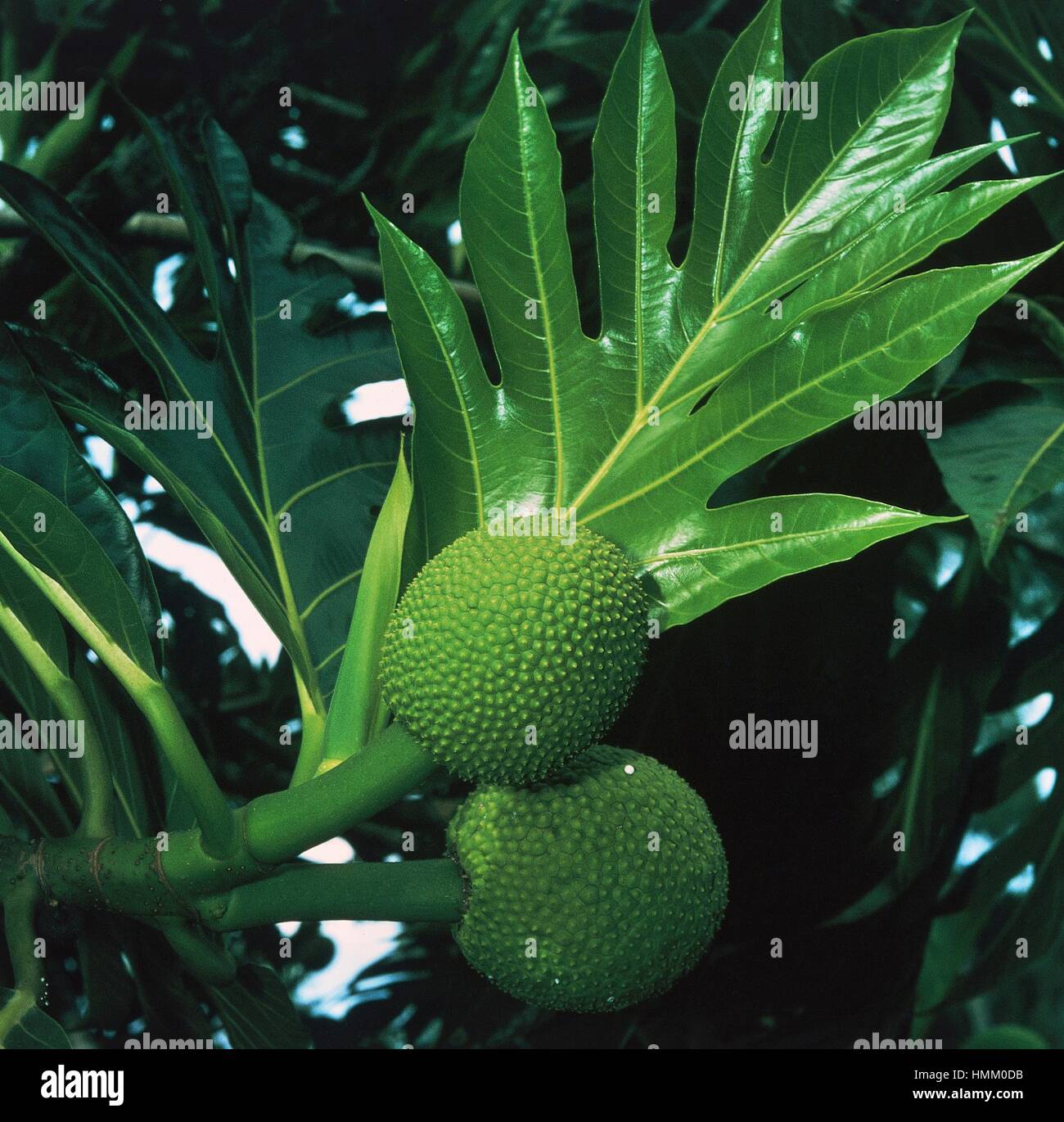 Leaves and fruits of the Breadfruit (Artocarpus altilis), Moraceae ...