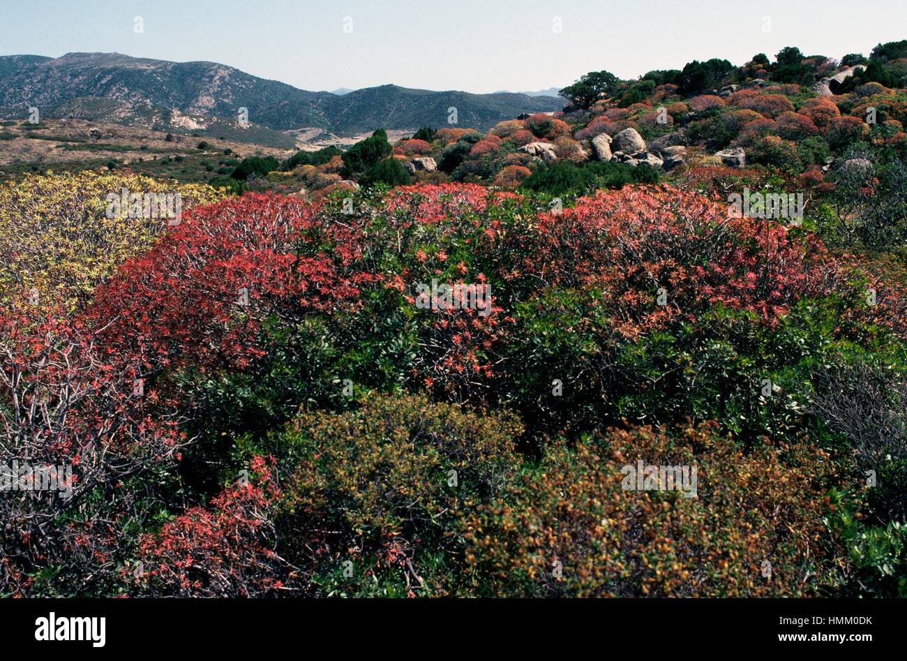 Mediterranean scrubland, Sardinia, Italy Stock Photo - Alamy