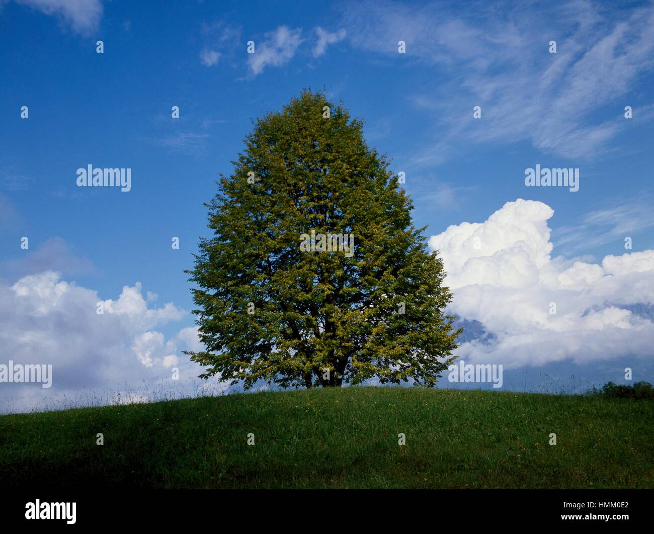 Lime (Tilia sp), Tigliaceae Stock Photo - Alamy