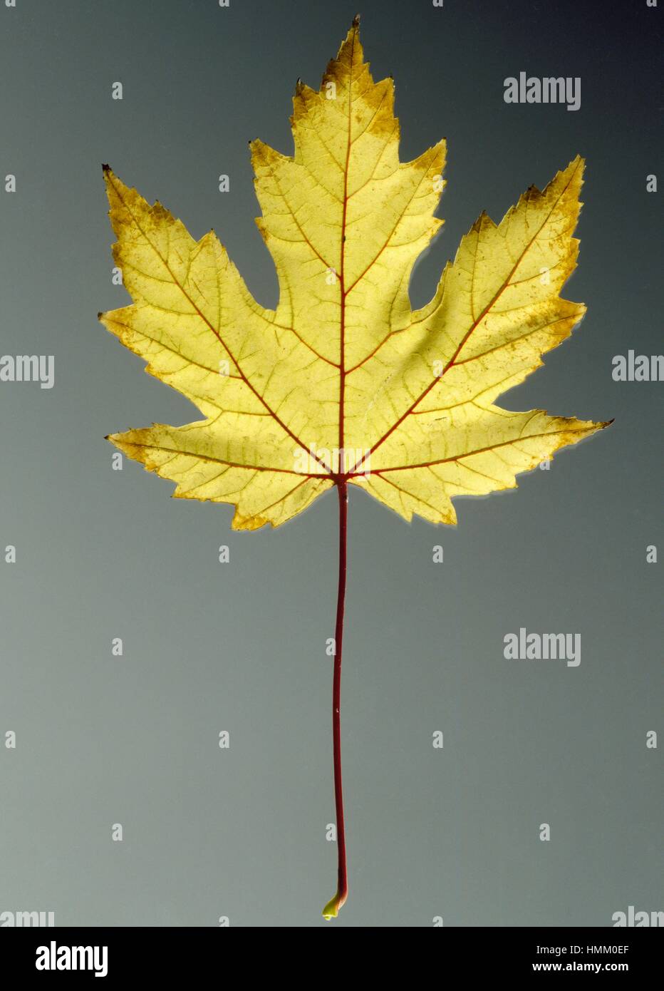 Acer campestre maple hi-res stock photography and images - Alamy