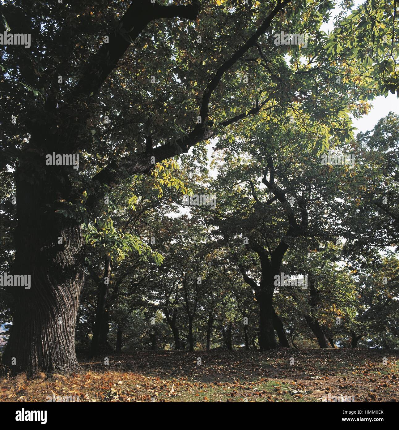 Botany - Trees - Fagaceae - Chestnut grove (Castanea sativa) in autumn ...