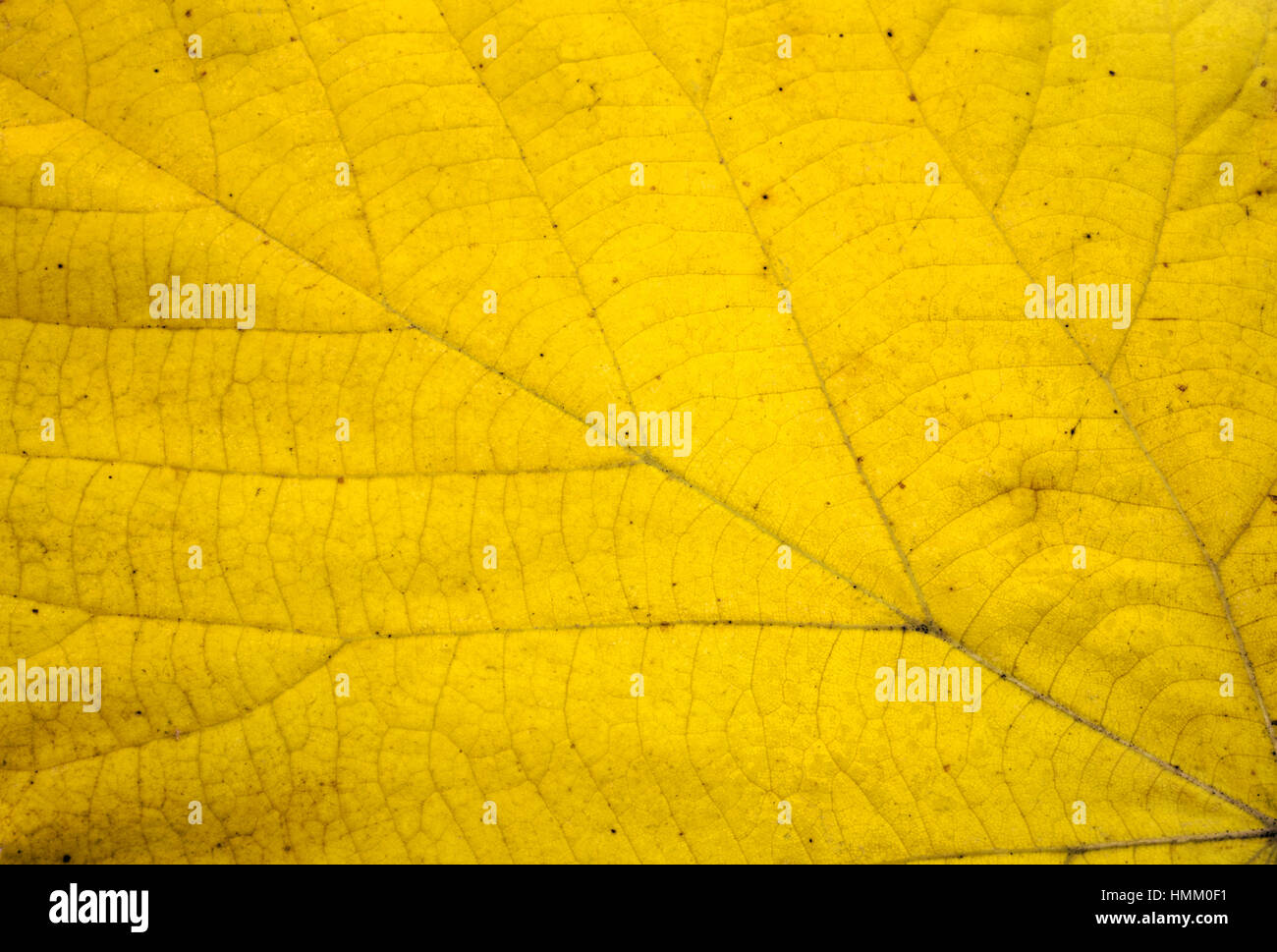 Dry autumn leaf background Stock Photo - Alamy