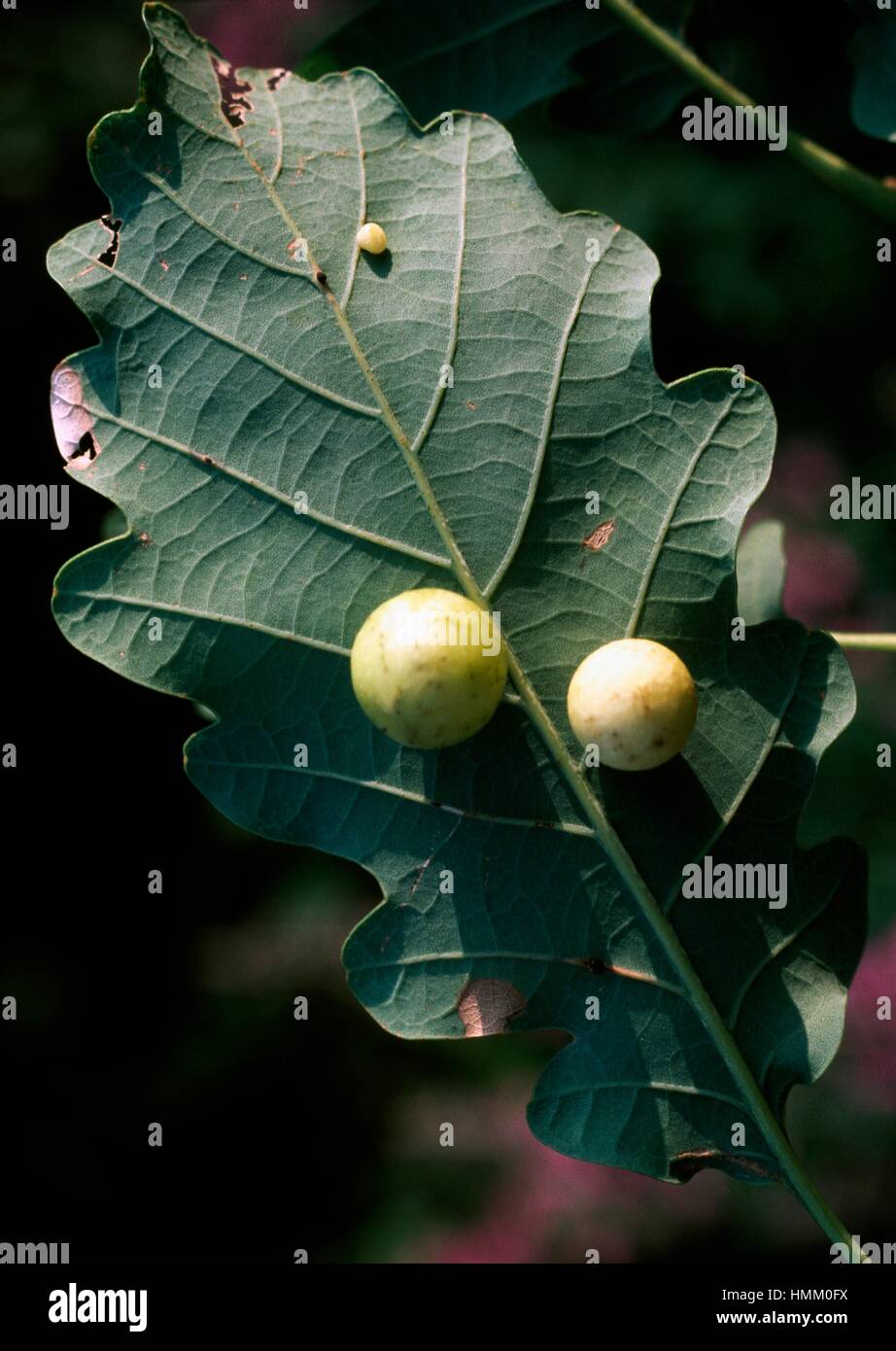 Oak leaves (Quercus sp), Fagaceae Stock Photo - Alamy