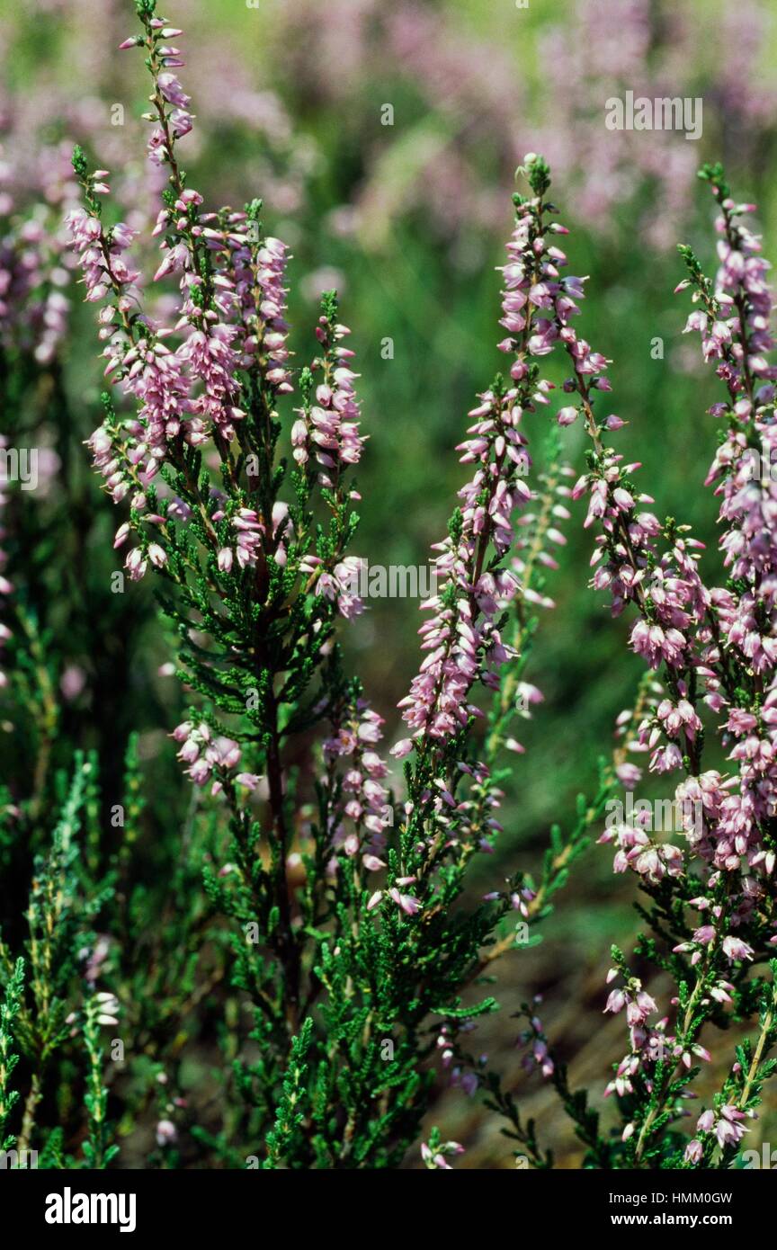 Winter heath or Alpine heath (Erica carnea), Ericaceae Stock Photo - Alamy