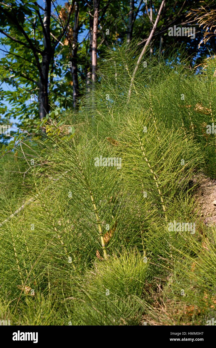 Horsetail equisetum sp hi-res stock photography and images - Alamy