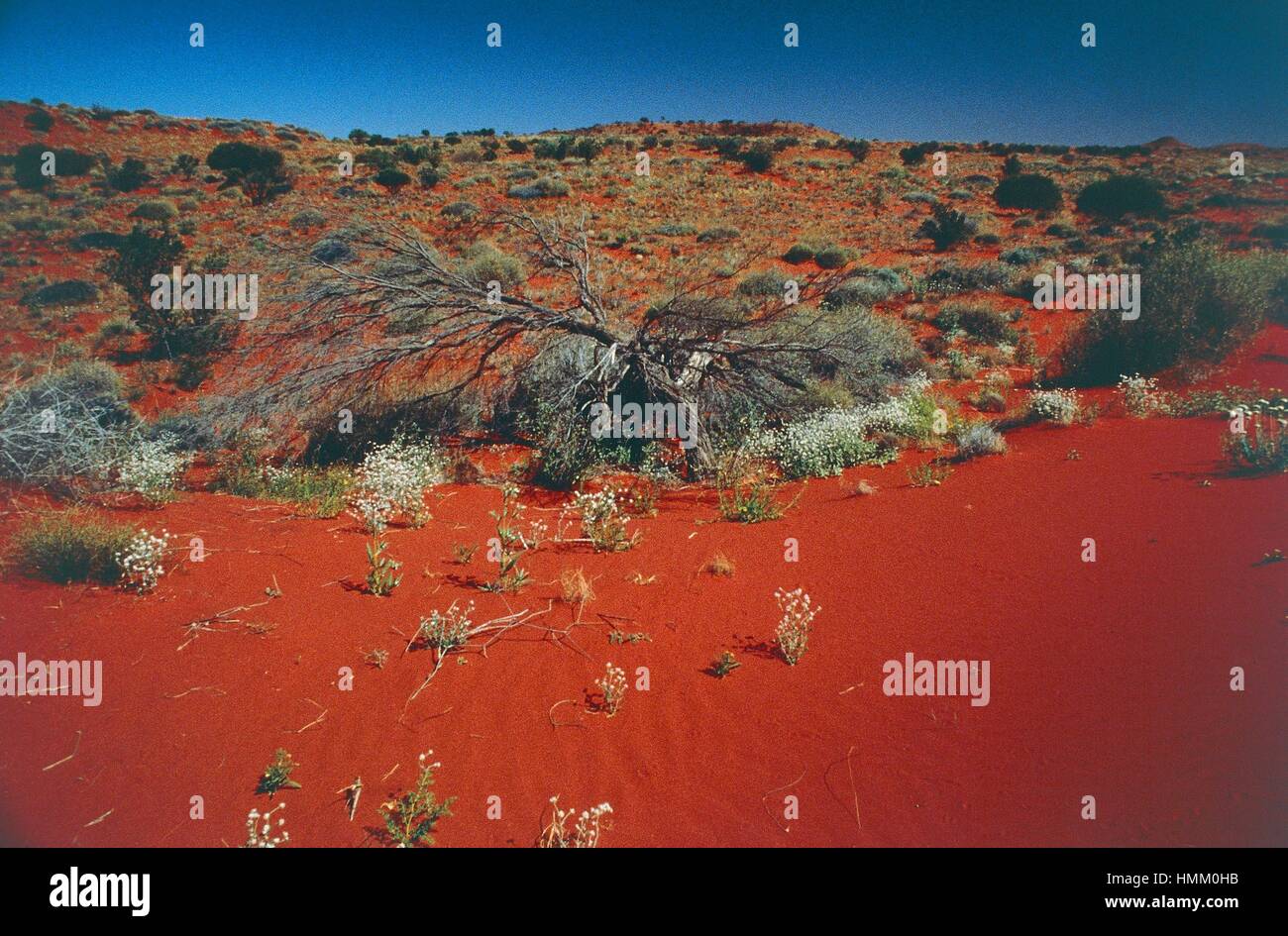 Simpson Desert, Queensland, Australia Stock Photo - Alamy