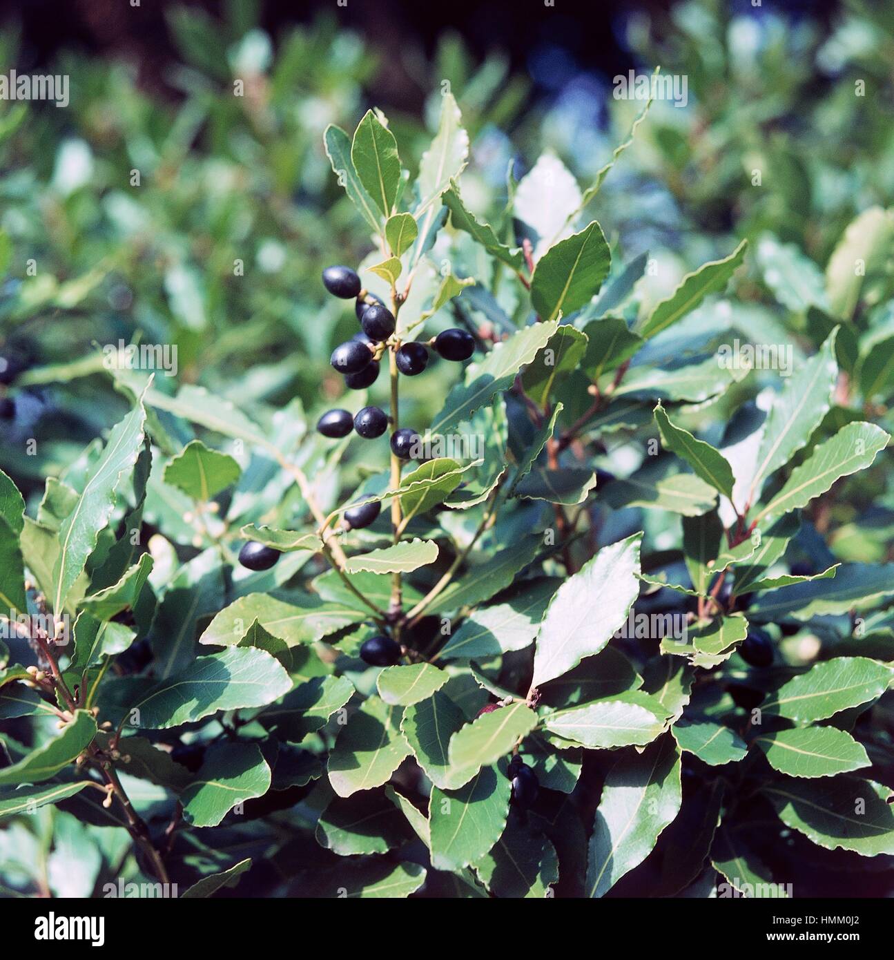 Laurel branches hi-res stock photography and images - Alamy