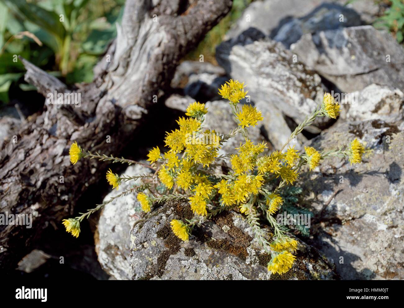 Jenny's Stonecrop (Sedum rupestre or Sedum reflexum), Crassulaceae ...