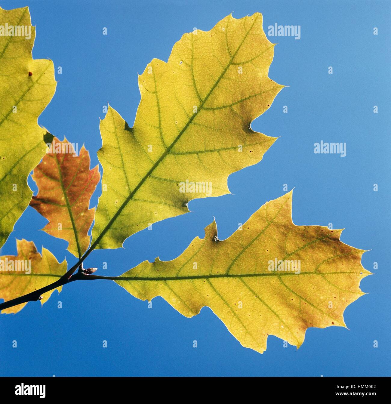 English oak autumn leaves (Quercus robur), Fagaceae Stock Photo - Alamy