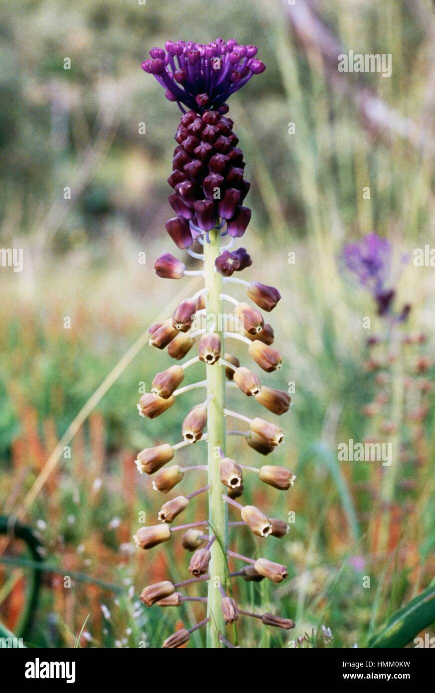 Botany liliaceae grape hi-res stock photography and images - Alamy