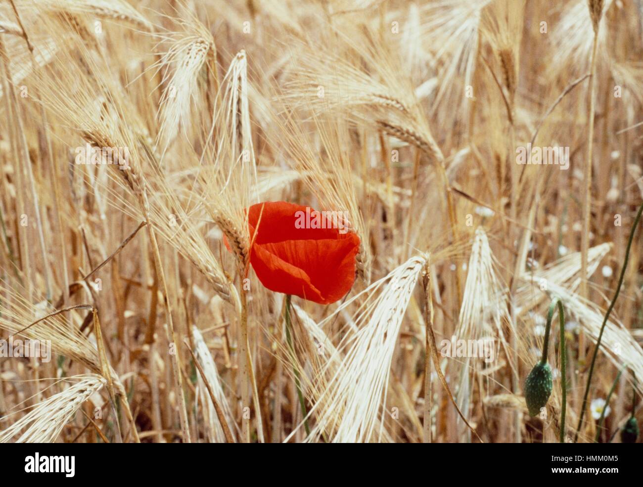 Common poppy, corn poppy, annual poppy (Papaver rhoeas), Papaveraceae ...