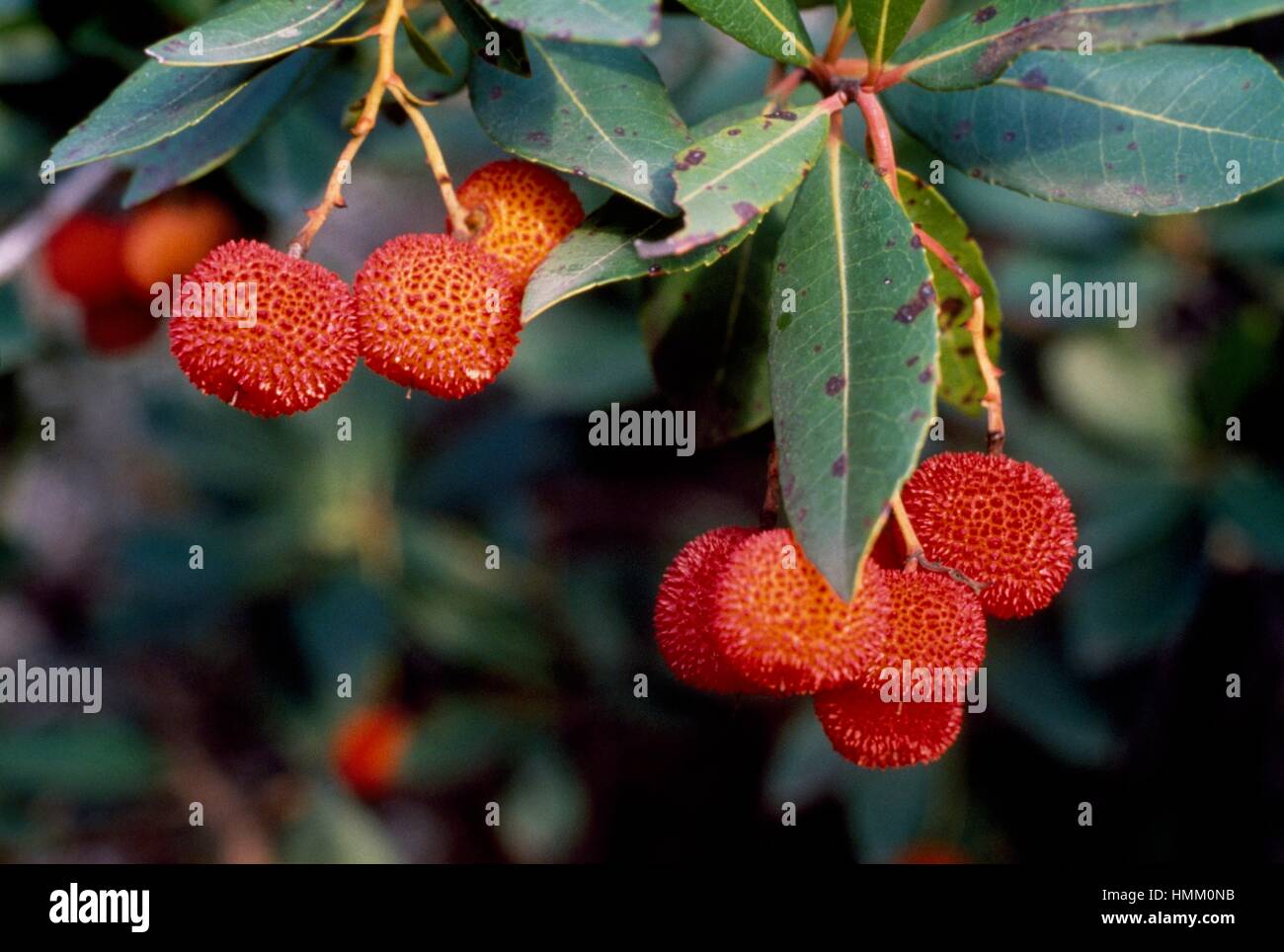 Strawberry-tree (Arbutus unedo), Ericaceae Stock Photo - Alamy