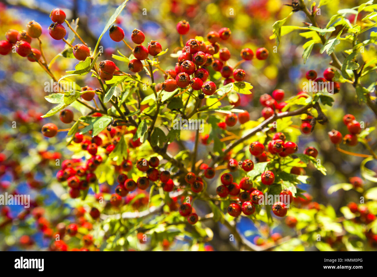 Tree with red berries Stock Photo - Alamy