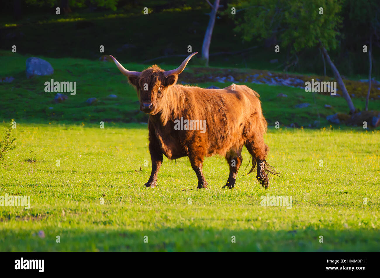 Scotland highland bull Stock Photo - Alamy