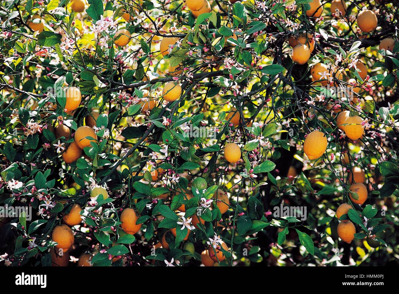 Lemon plant (Citrus x limon) with fruits, around Valencia, Spain Stock ...