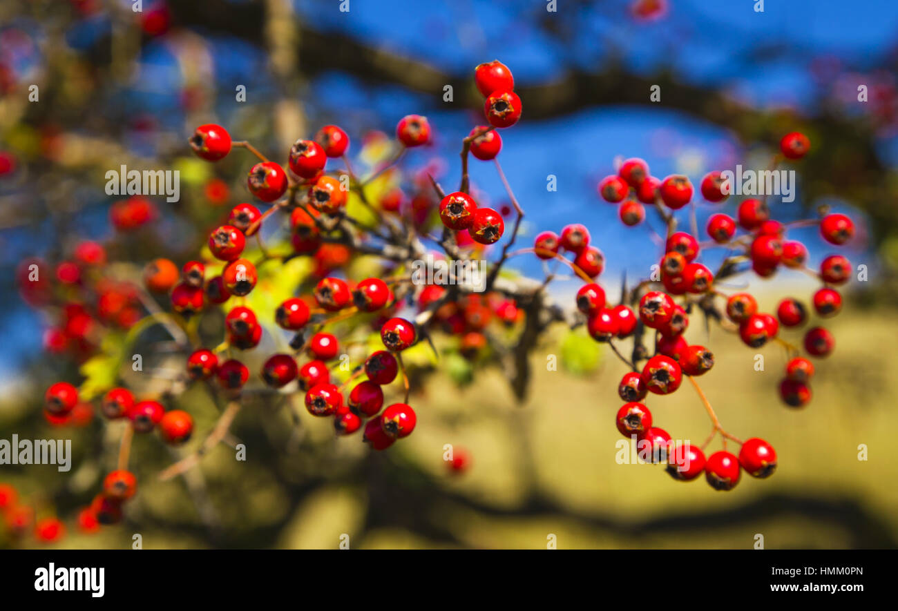 Tree with red berries Stock Photo - Alamy