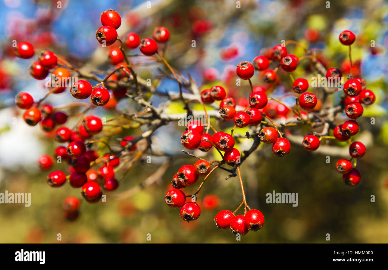Tree with red berries Stock Photo - Alamy