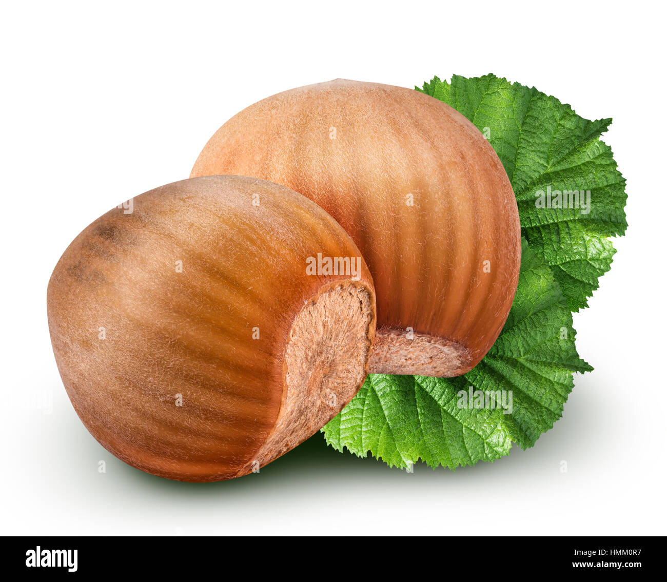 group of hazelnuts isolated on white backround with clipping path Stock ...