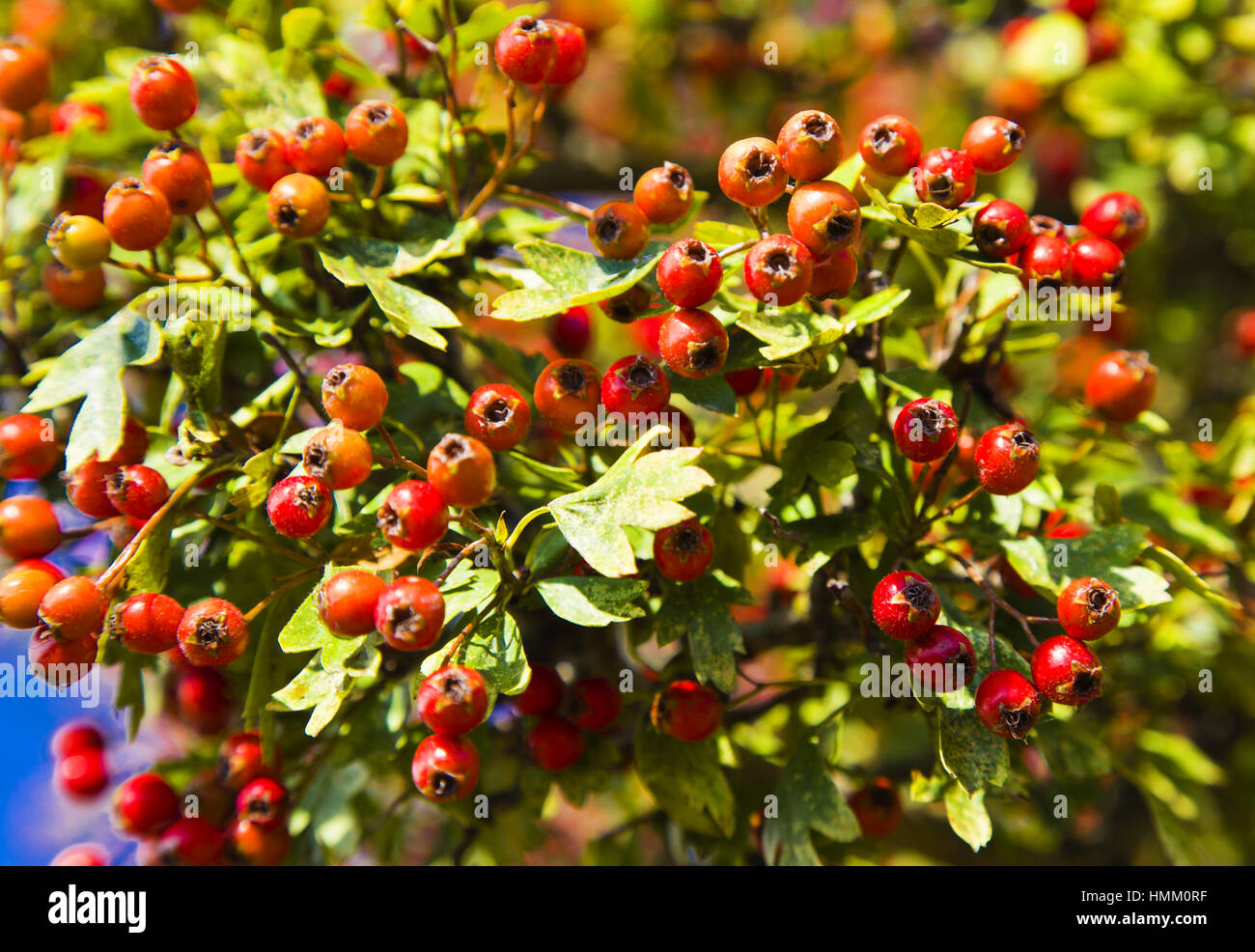 Tree with red berries Stock Photo - Alamy