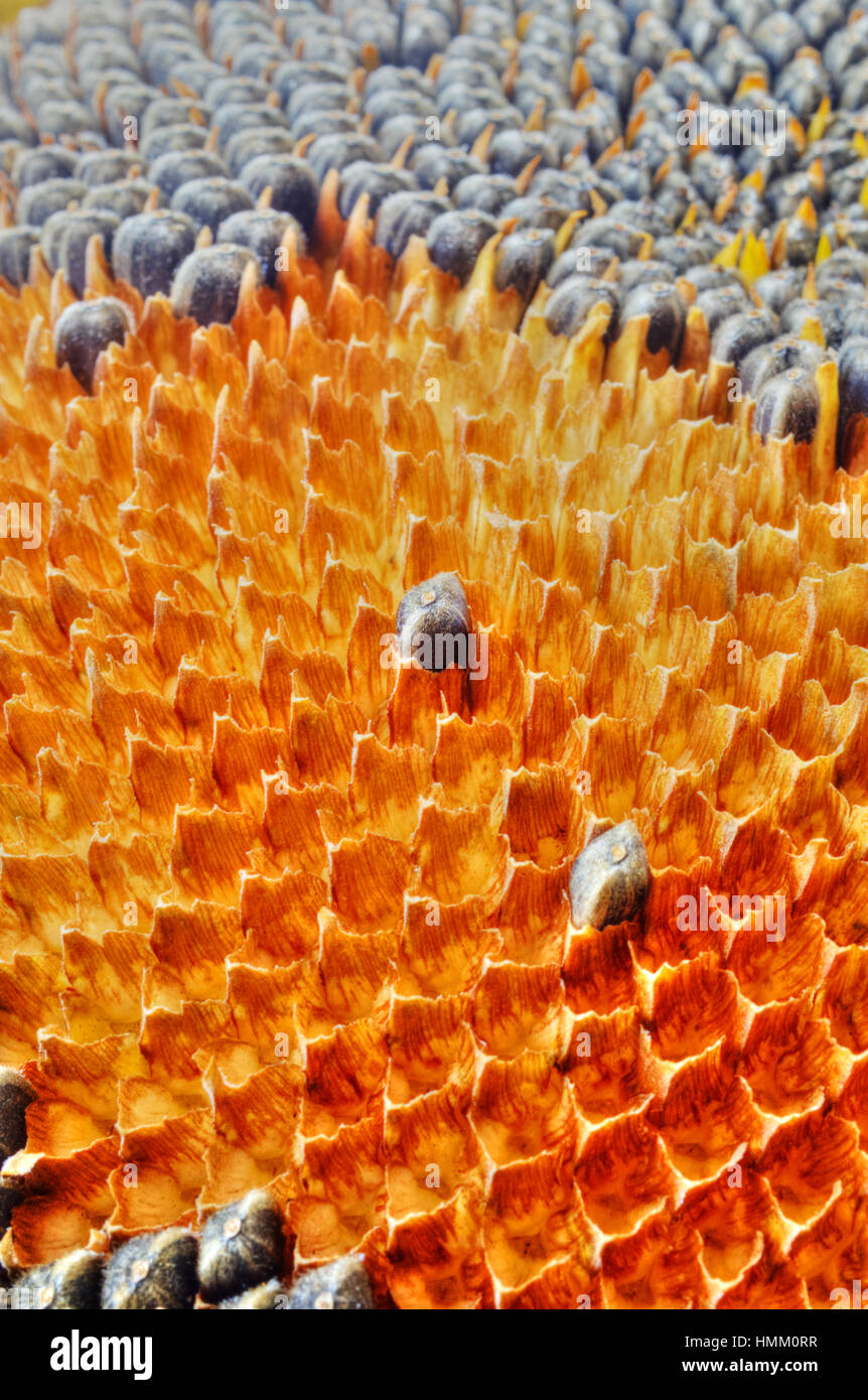 Sunflower and seeds closeup Stock Photo - Alamy