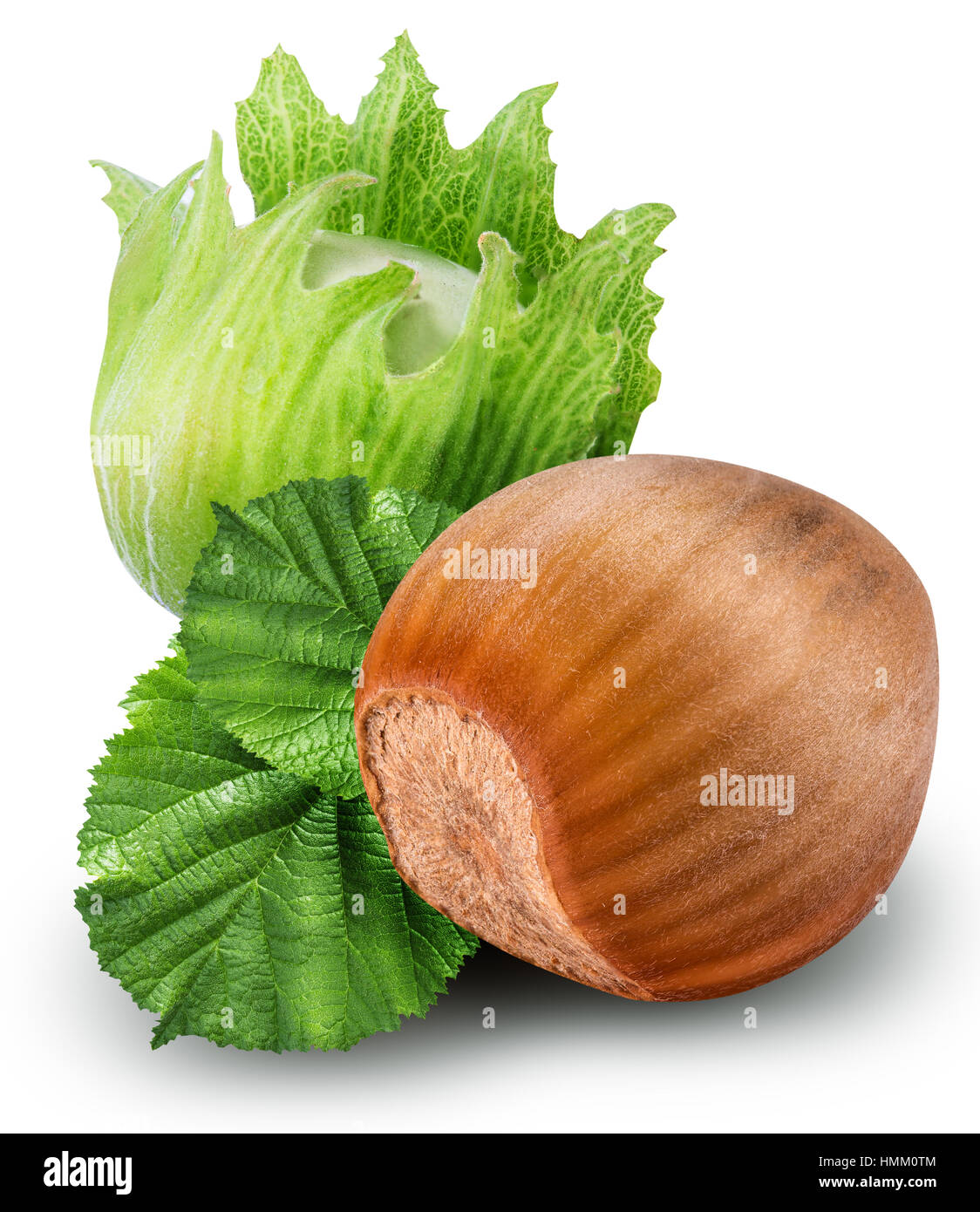 group of hazelnuts isolated on white backround with clipping path Stock ...