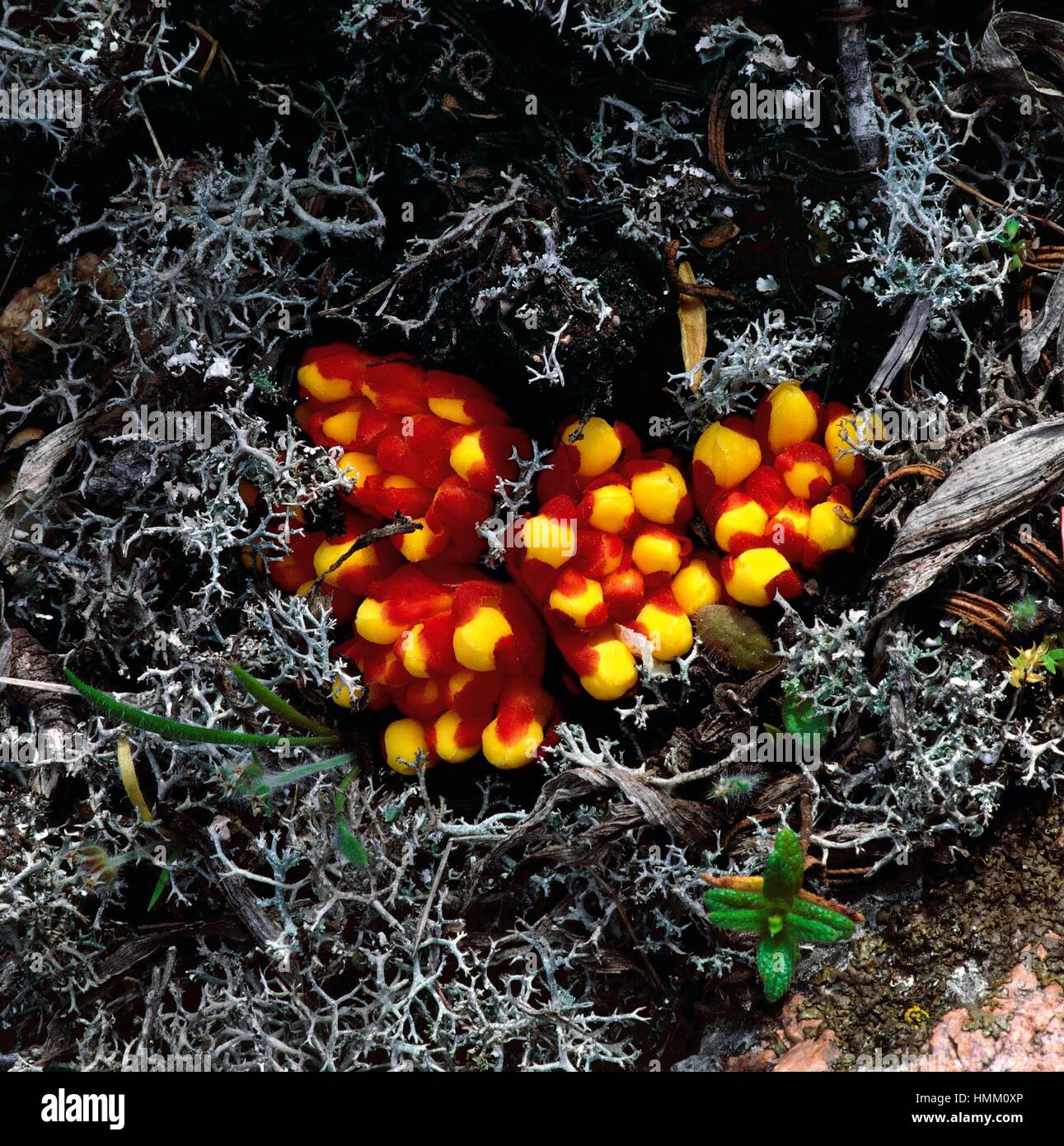 Cytinaceae hi-res stock photography and images - Alamy