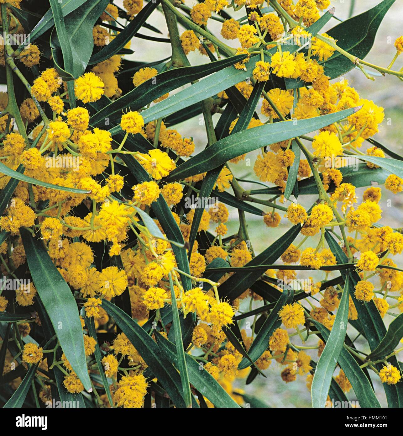 Silver wattle acacia sp hi-res stock photography and images - Alamy