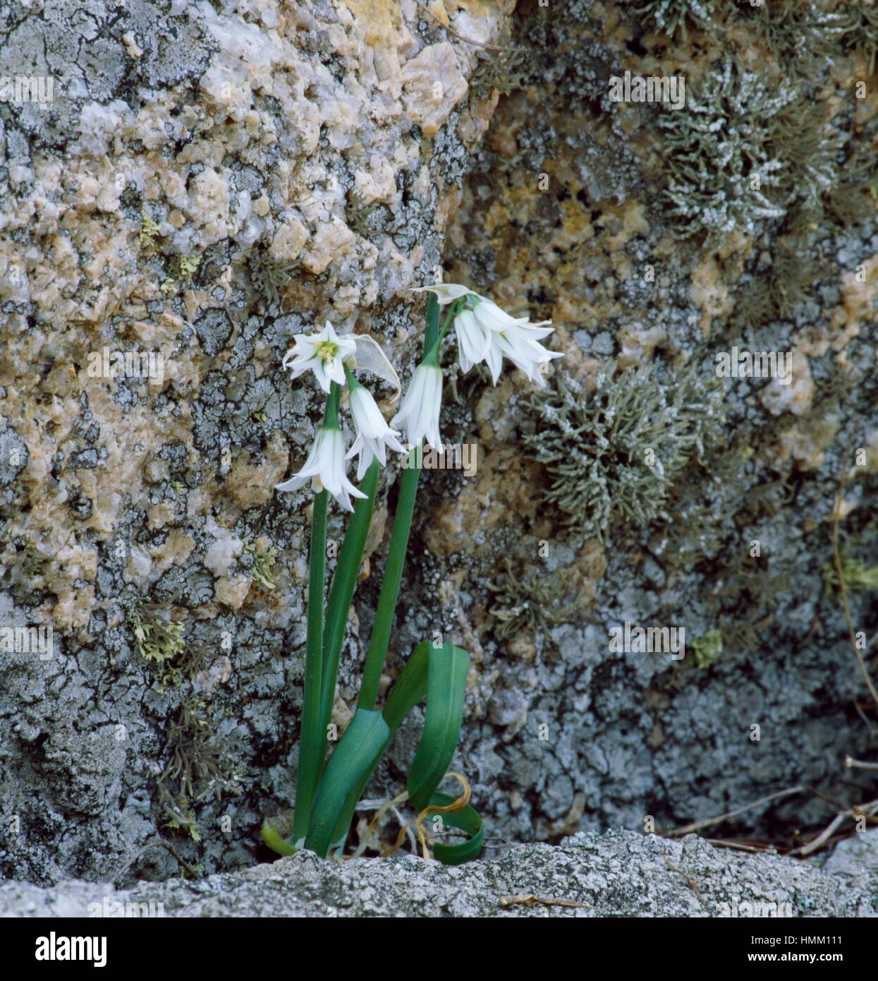 Sicilian honey lily or Mediterranean bells (Allium siculum or ...