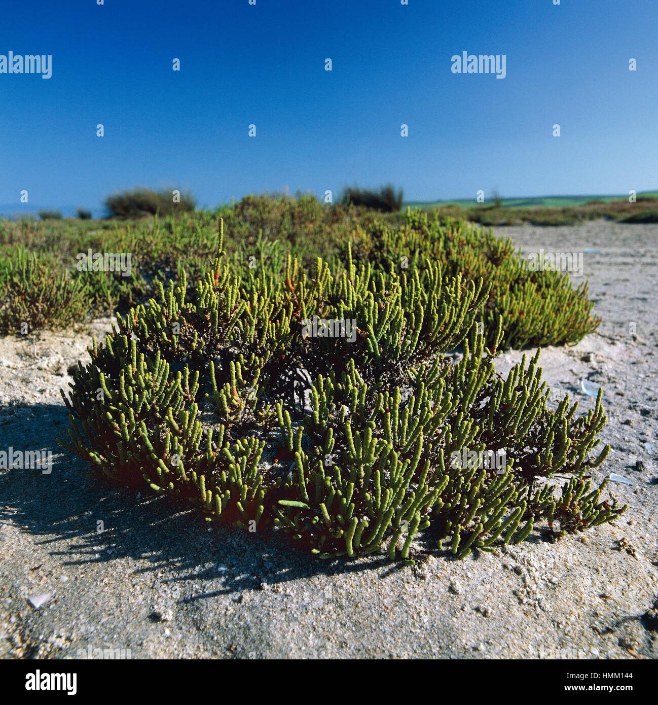 Common glasswort (Salicornia europaea), Chenopodiaceae, Sinis, Sardinia ...
