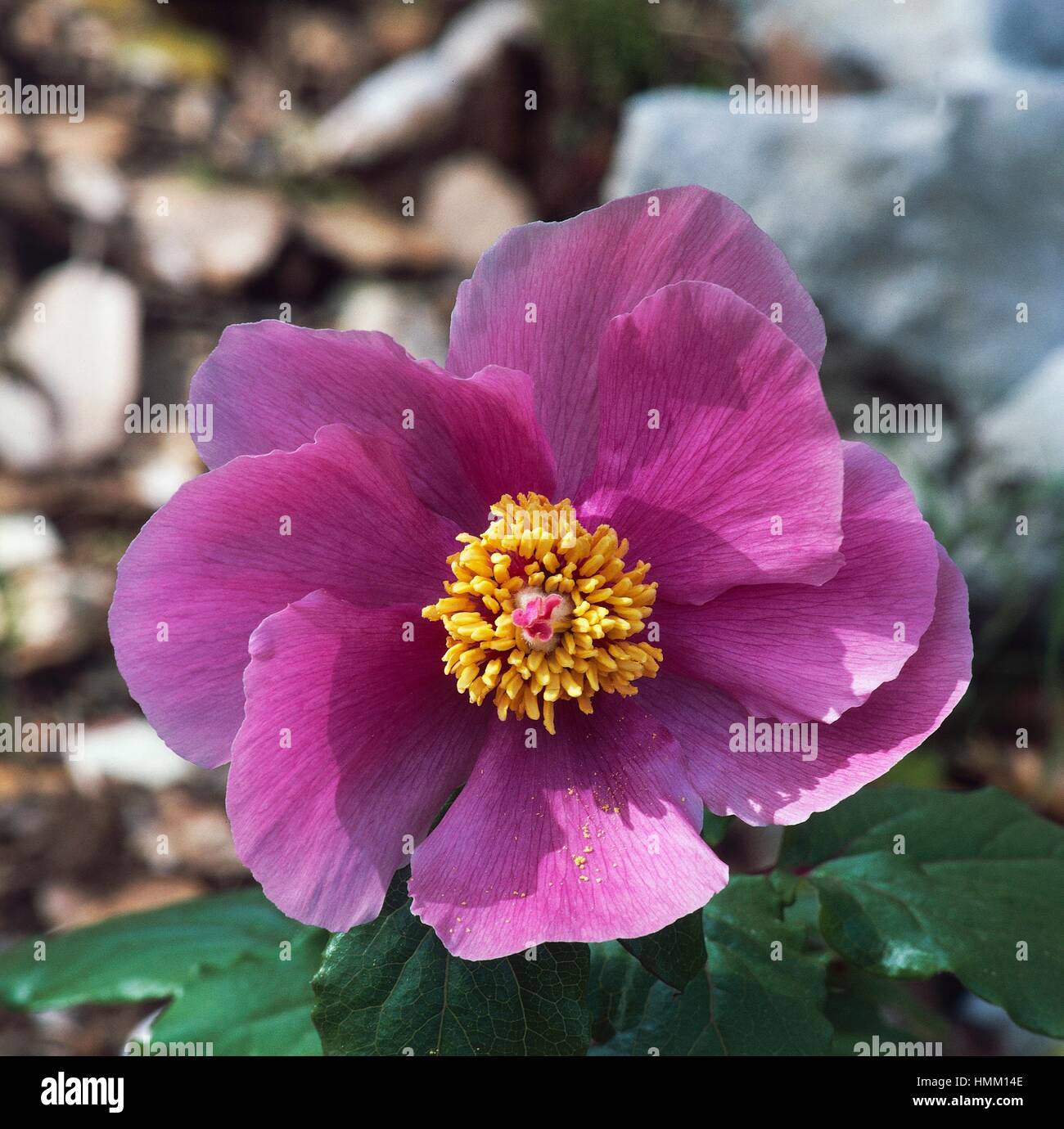 Wild peony (Paeonia mascula), National Park of the Gulf of Orosei and ...