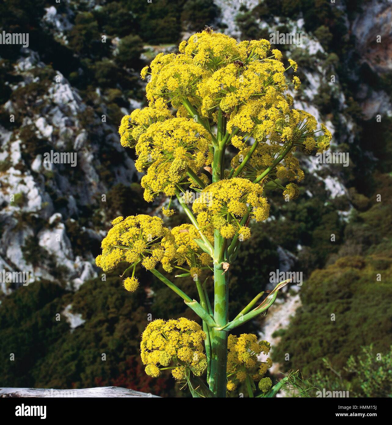 Giant fennel in bloom (Ferula communis), Apiaceae, National Park of the ...