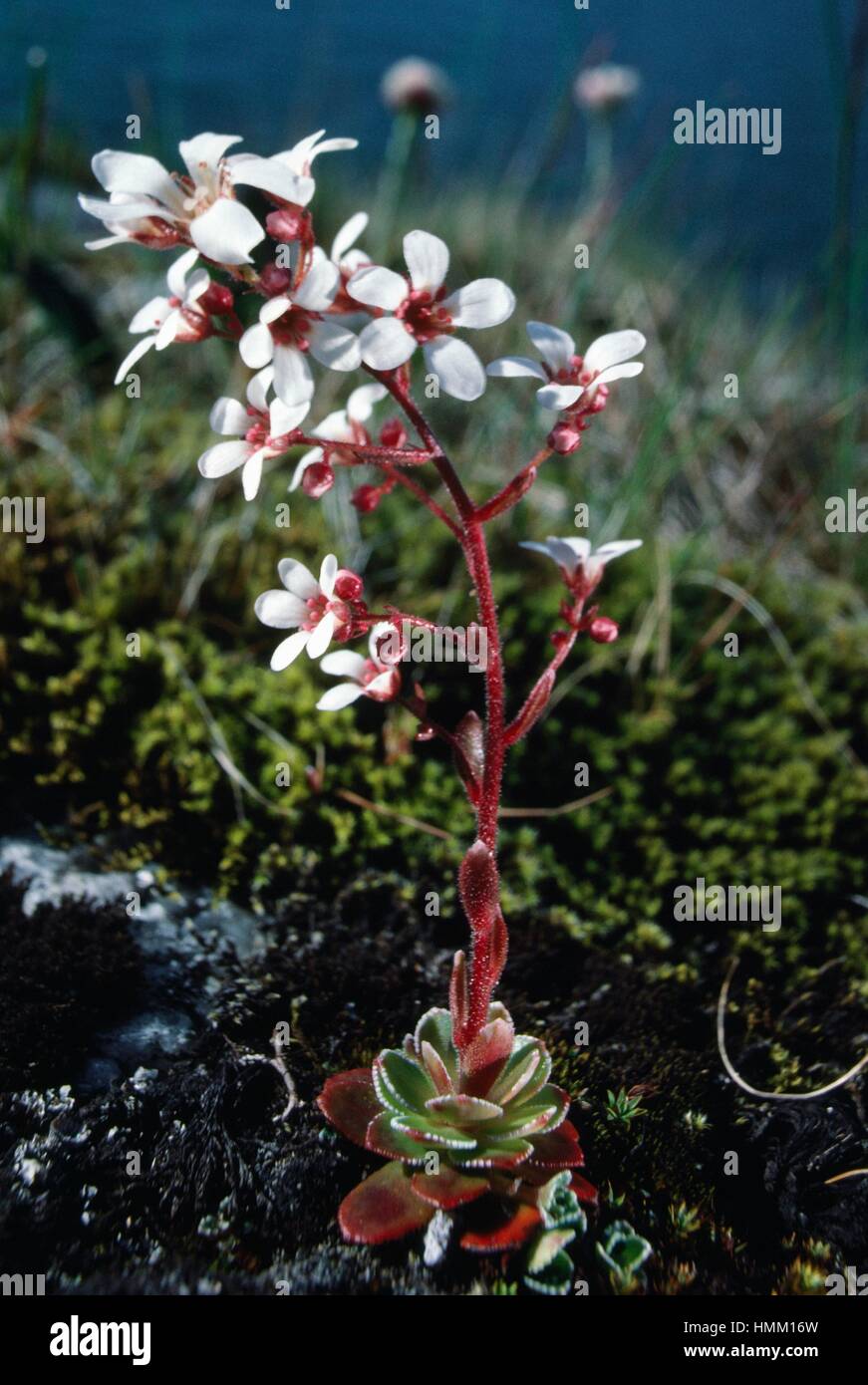 Pyramidal saxifrage saxifraga cotyledon hi-res stock photography and ...