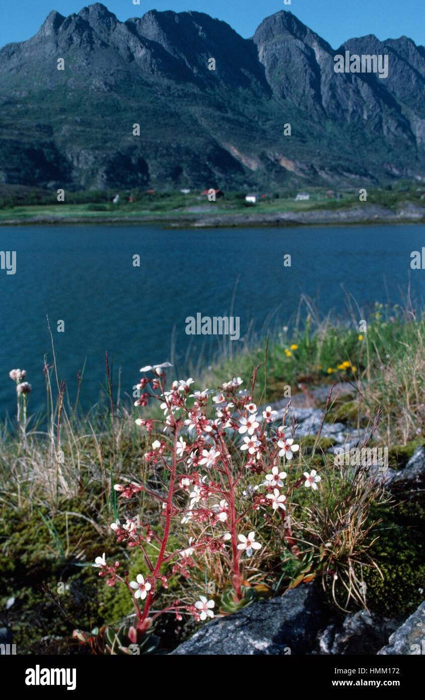 Pyramidal Saxifrage Saxifraga Cotyledon High Resolution Stock ...