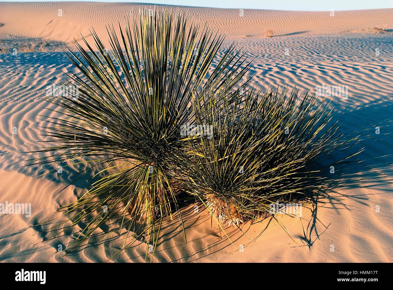 Xerophytic plants in the desert, Chihuahua State, Mexico Stock Photo ...