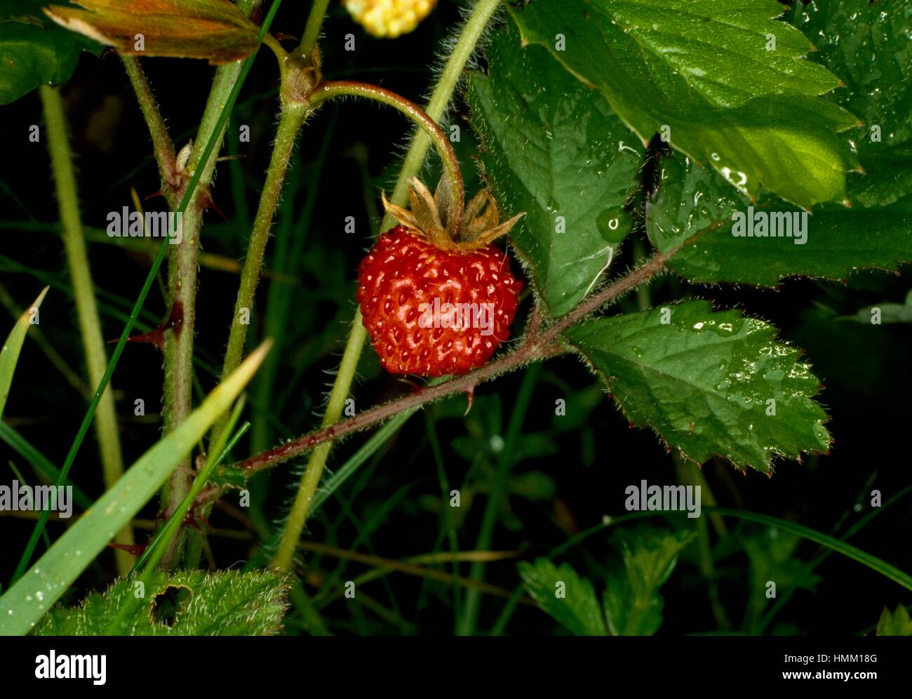 Wild Strawberry (Fragaria vesca), Rosaceae Stock Photo - Alamy