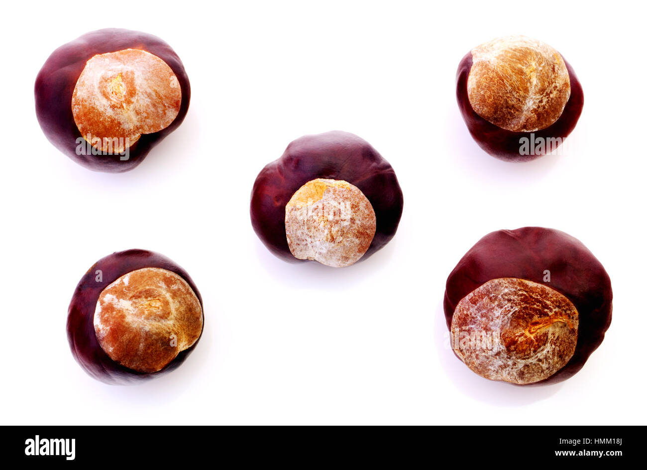 Close up chestnuts harvest Cut Out Stock Images & Pictures - Alamy