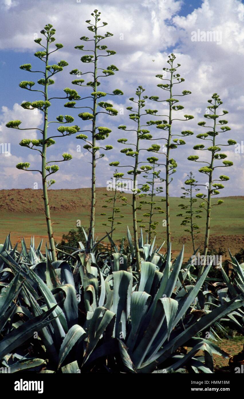 Flowering Agaves, Agavaceae. Lesotho, Africa Stock Photo - Alamy