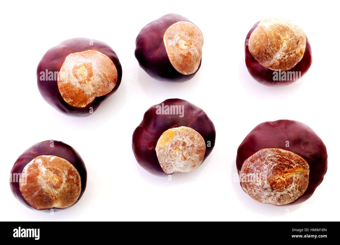 Close up chestnuts harvest Cut Out Stock Images & Pictures - Alamy