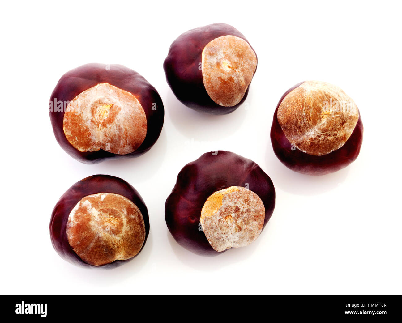 Close up chestnuts harvest Cut Out Stock Images & Pictures - Alamy