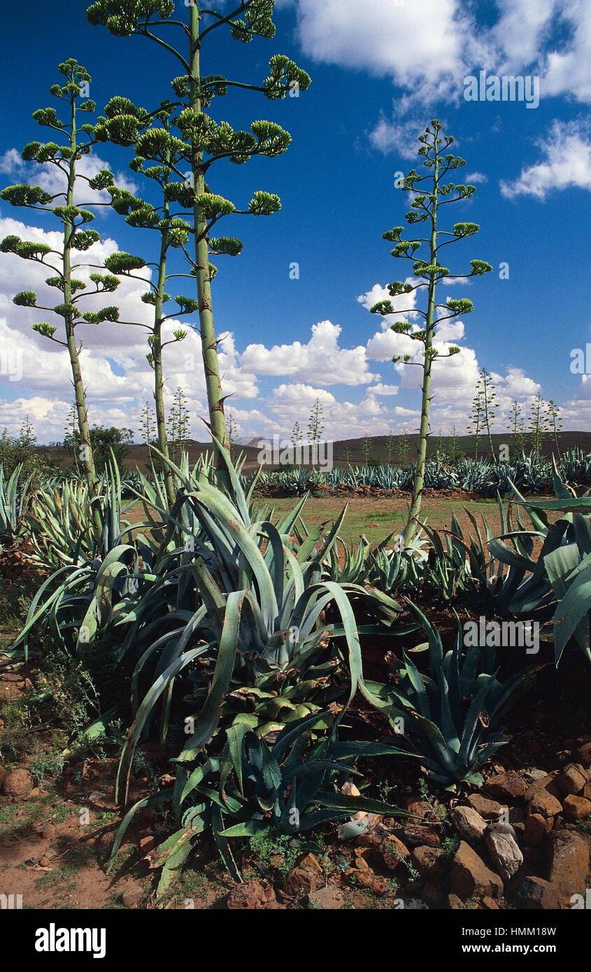 Agave plant, Asparagaceae, Lesotho Stock Photo - Alamy