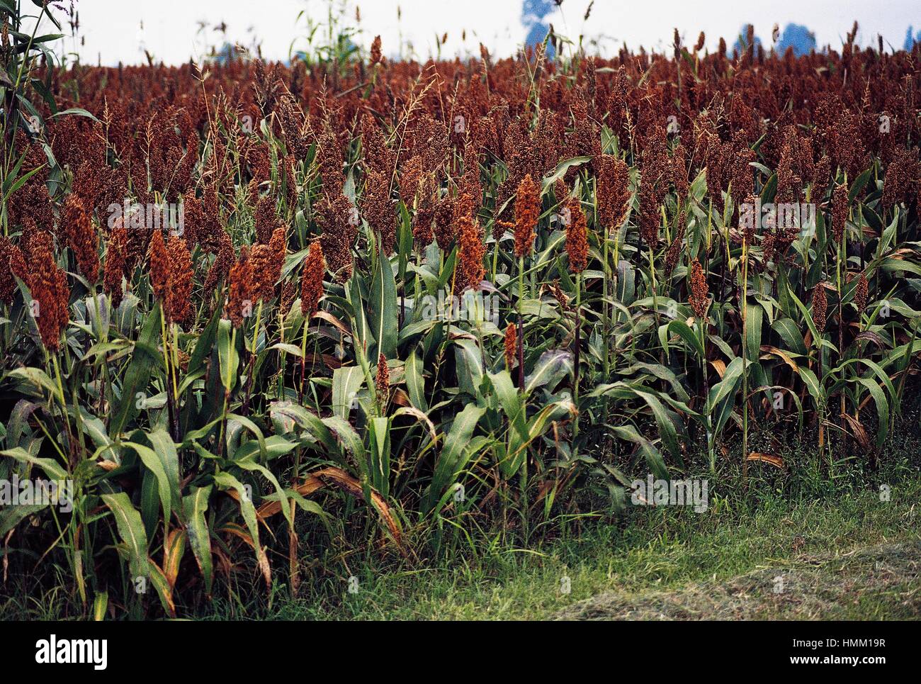Millet plantation (Panicum miliaceum), Poaceae Stock Photo - Alamy