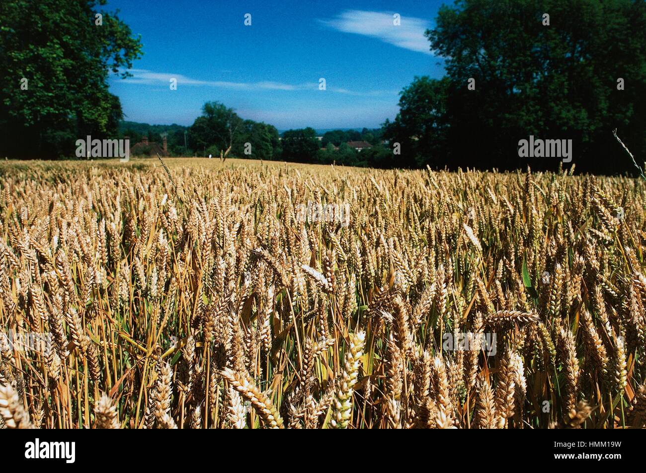 Wheat crops (Triticum sp), Sussex, England, United Kingdom Stock Photo ...