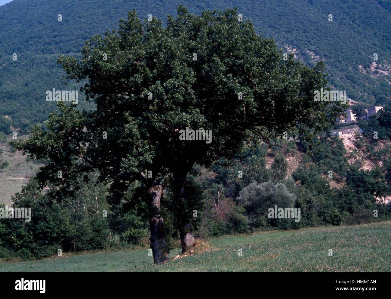 Downy Oak or Pubescent Oak trees (Quercus pubescens), Fagaceae Stock ...